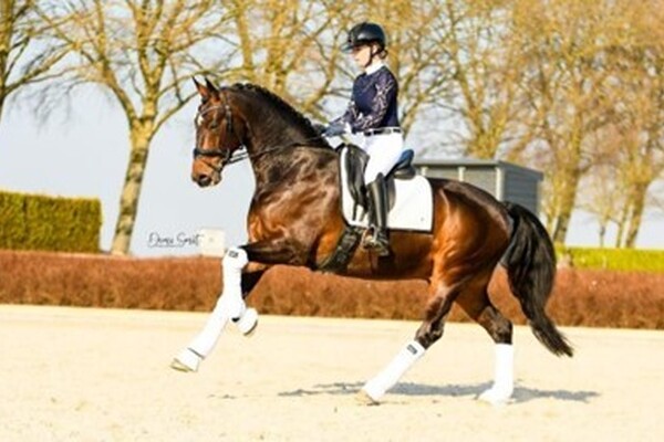 Dag van het Paard - De Bruisende Brink