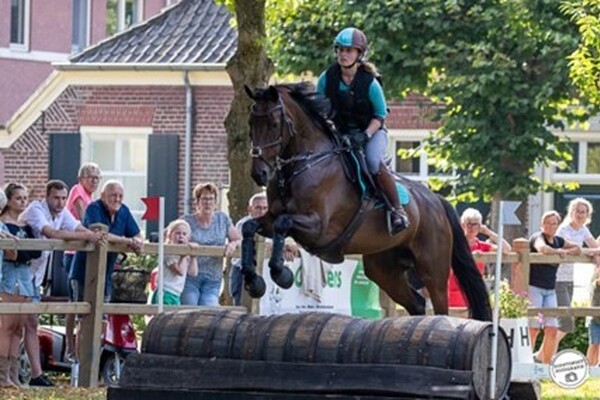 Dag van het Paard - De Bruisende Brink